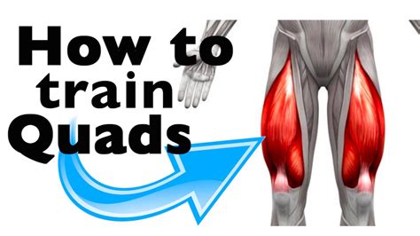 Quadriceps Muscles Exercises