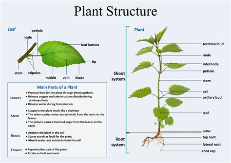 Leaf Structure And Function Worksheet