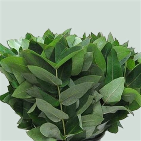 Gr Eucalypthus Robusta 5 Bunches All Occasions Wholesale