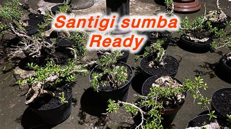 Santigi Sumba Suburan Ready Lagi Youtube