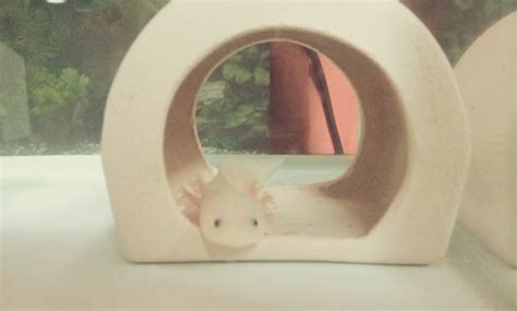 [우파루파 키우기] 남들과는 다른 우파루파 수조 꾸미기 어항 꾸미기 네이버 블로그