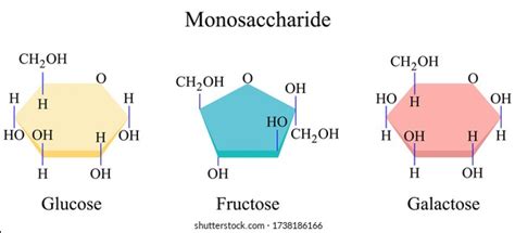 Diagram Of Monosaccharides