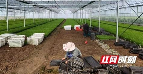 南县武圣宫镇：巧赚“二茬”钱 大棚综合利用促增收腾讯新闻