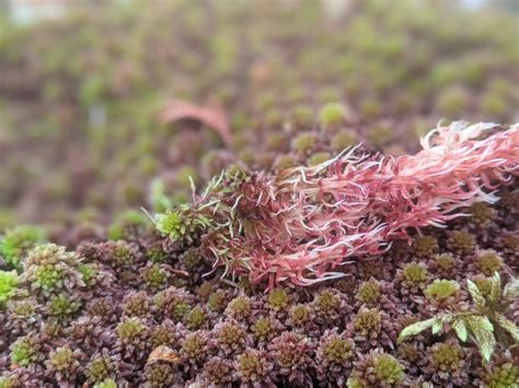 Bryophytes Small Plants With A Big Impact Door County Pulse