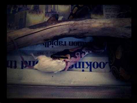 Snake Ppt Reptiles Pets