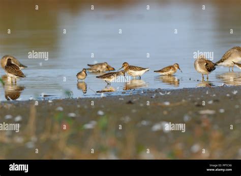 Broad Billed Sandpiper Limicola Falcinellus Moscow Region Russia