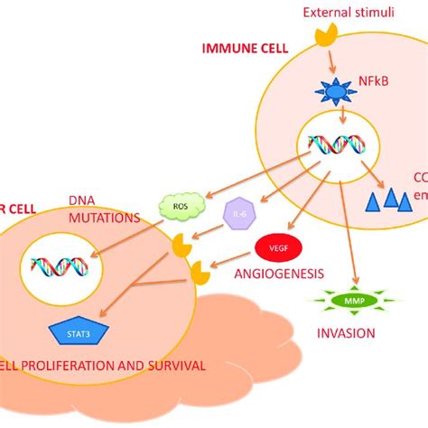 Inflammation And Cancer Various Inflammatory And Carcinogenic Agents