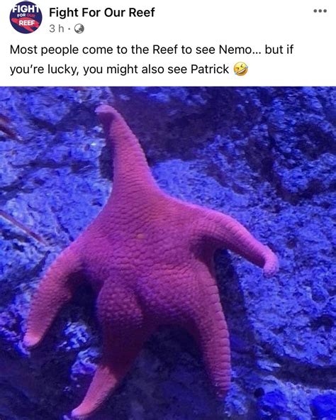 The Real Patrick Star Rspongebob