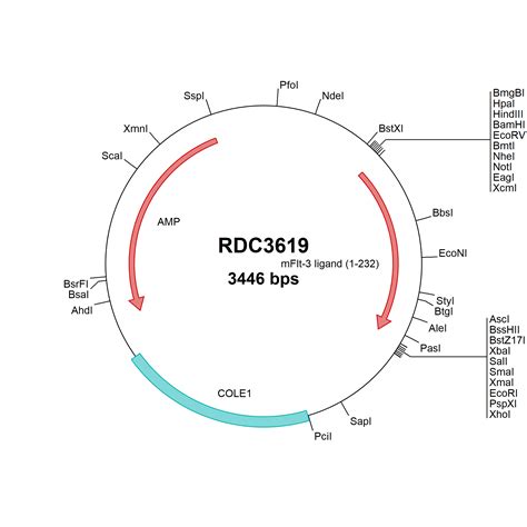 Flt 3 Ligand Flt3l Products Randd Systems