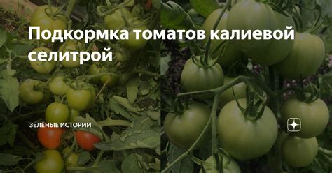 Подкормка томатов калиевой селитрой Зелёные истории Дзен