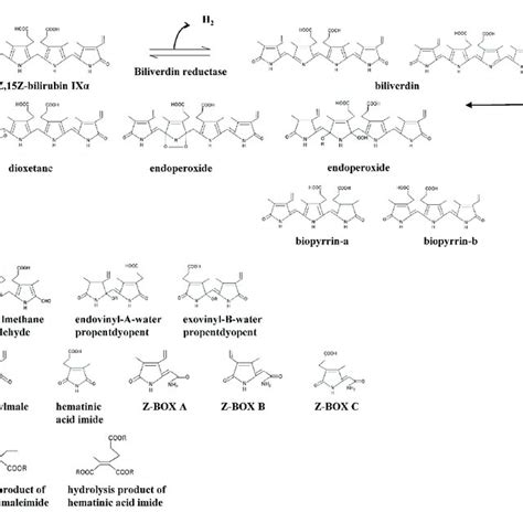 Pdf Fetal And Neonatal Bilirubin Metabolism