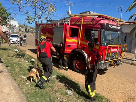 Cadela pitbull que invadiu escola e atacou aluno é resgatada por ONG
