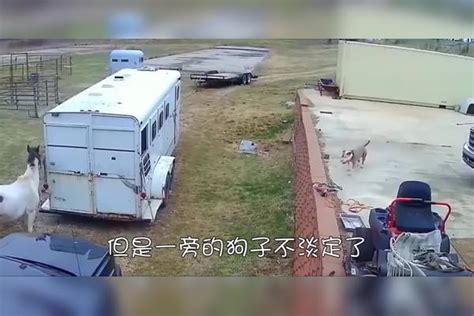 最惨的狗竟然挑衅两米高的烈马结果被马蹄疯狂踩踏 米高 烈马 挑衅