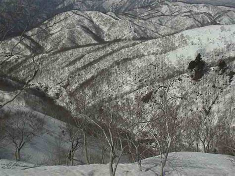 富山流域のブナ林横岳