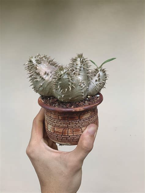 Love For Spiky Weirdos Rcaudex