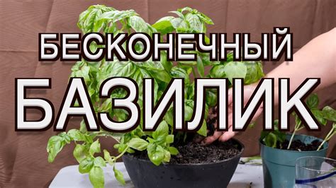 Выращиваем базилик в горшке за 30 дней Youtube