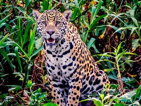 Pantanal Brazil Travel Guide Planetaexo