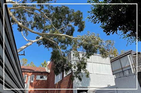 Tree Canopy Lifting Melbourne Flask Gardening And Maintenance