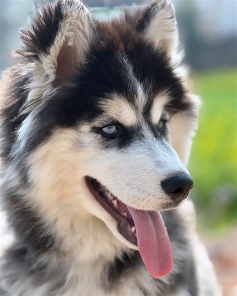 Bella Love Husky🐶 😂😂 Follow Bellalove For More Husky