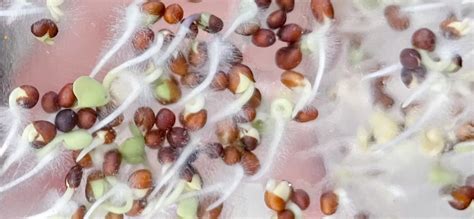 How To Grow Broccoli Sprouts At Home Easy Method