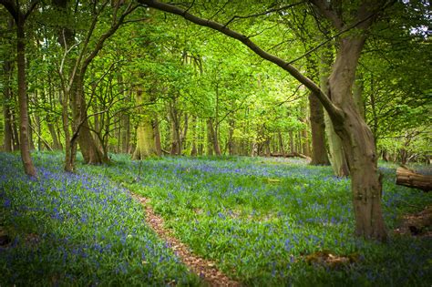 Top 10 Enchanted Forests In UK YourAmazingPlaces