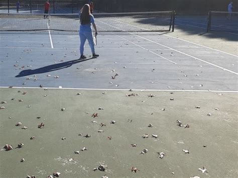 Reconstruction Of Tennis Courts In Tolland Begins Tolland Ct Patch