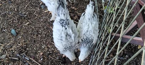 1 12 Month Old Light Brahma Chicks Outside For The First Time R