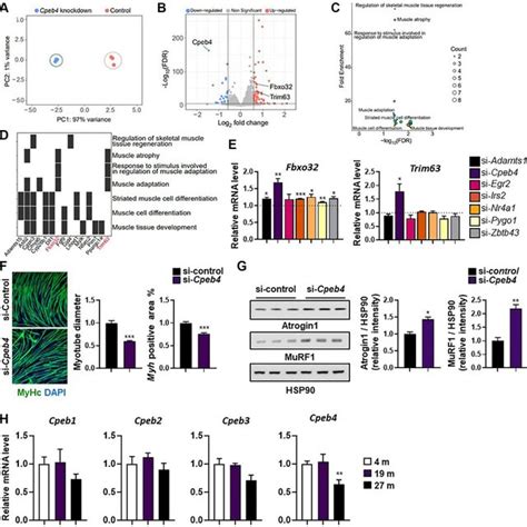 Schematic Workflow And Gene Profiling In Skeletal Muscle A Schematic