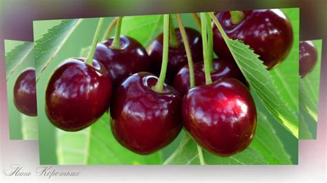 Фруктовый коктейль Youtube