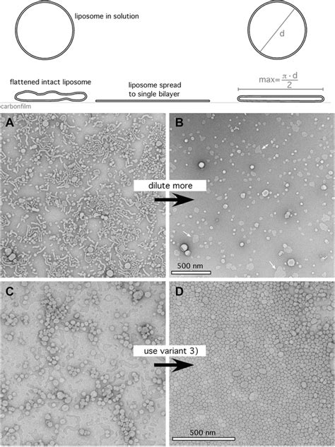 Imaging Of Liposomes By Transmission Electron Microscopy Springerlink