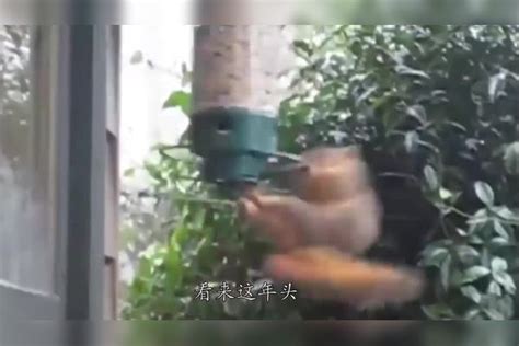 鸽子站在墙头下蛋，结果生到一半蛋卡住了！公鸽：你倒是用力呀！（2）公鸽墙头结果