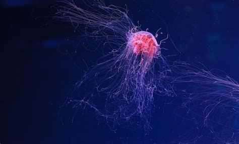 Premium Photo Underwater Photography Of A Beautiful Lions Mane