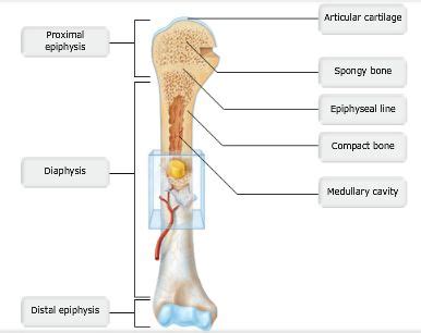 A P Chapter 6 Bones And Skeletal Tissues Flashcards Easy Notecards