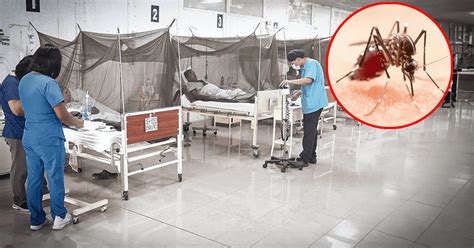 Dengue En Perú Casos Suman 5735 En Las Tres Primeras Semanas Del 2025
