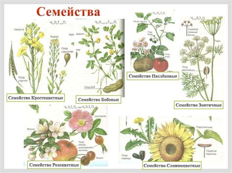 Однодольные и двудольные растения презентация онлайн