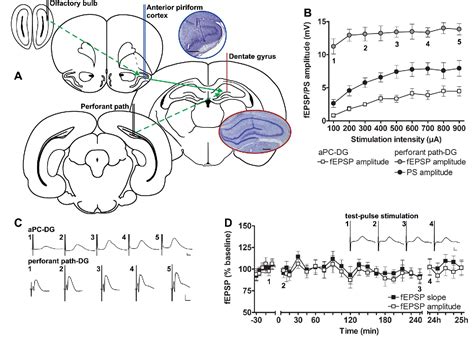 Figure 1 From Orchestration Of Hippocampal Information Encoding By The Piriform Cortex