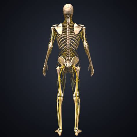 Skeleton Nerves Model Turbosquid 1218743