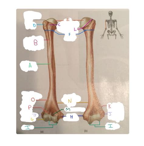 Humerus Flashcards Quizlet