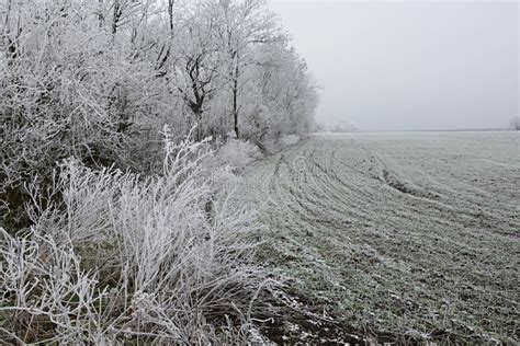 Winter Landscape Of Edge Of The Field Various Frozen Wild Growing