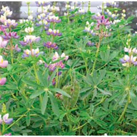 Lupinus Luteus Yellow Lupin Photo P White Download Scientific