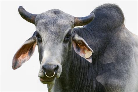 Brahman Bos Taurus Indicus Is An American Breed Of Zebuine Taurine