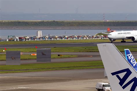 トンビが実力行使で滑走路を封鎖 旅と飛行機のTRAVAIR BLOG