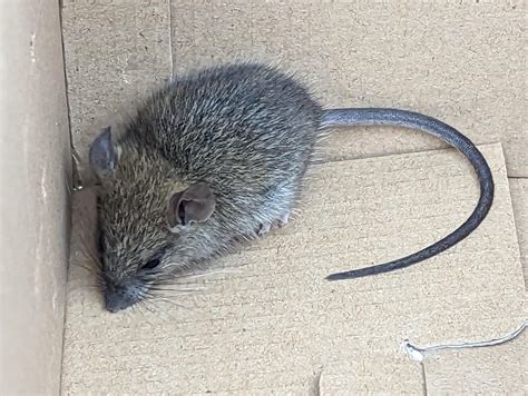 Rodent Spotted Native Or Common Pest Adelaide Raustralianwildlife