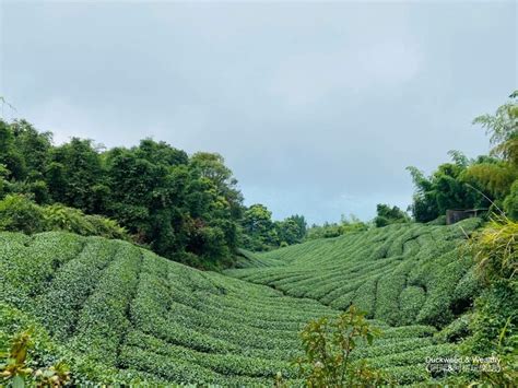 嘉義梅山景點二尖山步道 嘜走步道 嘉義版抹茶山 雲霧裊裊穿梭在翠綠茶園的絕美木棧道中 群山雲霧繚繞視野 旅遊 WalkerLand窩客島