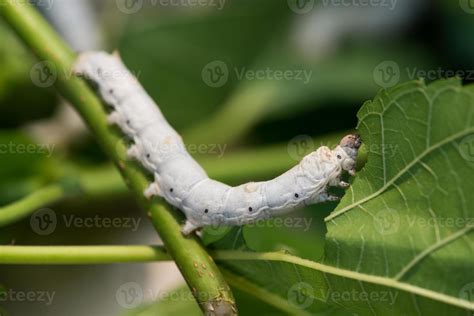 Silkworm Stock Photo At Vecteezy