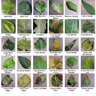 Sample Images From Plantvillage Dataset For Types Of Leaf Diseases
