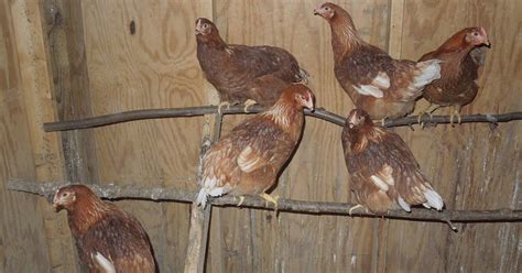 Sues In The Garden Growing The Groceries Six Red Sex Linked Hens Join The Flock