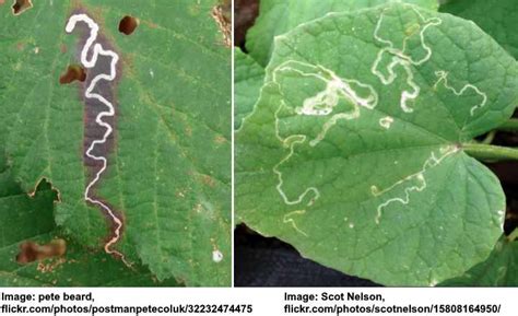 How To Get Rid Of Leaf Miners With Pictures
