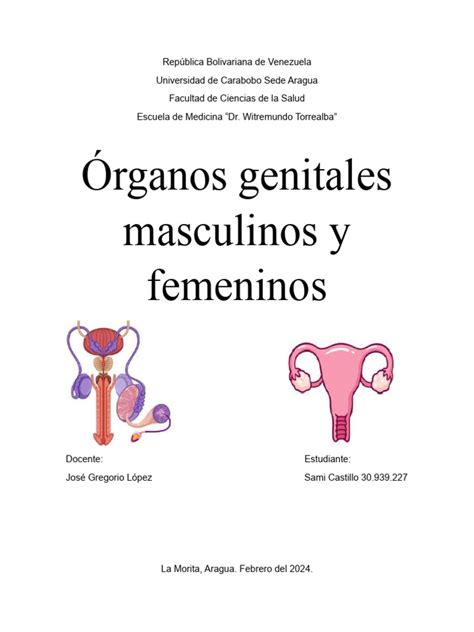 Trabajo Escrito Órganos Genitales Masculinos Y Femeninos Anatomía