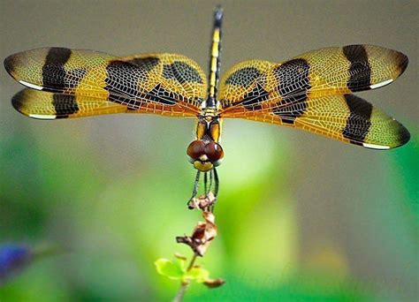Pin De Usuario De Pinterest En Libelulas Libelulas